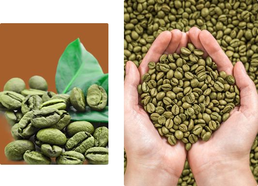 Why Gobez – Gobez Coffee LLC