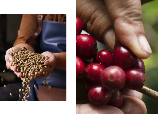 Why Gobez – Gobez Coffee LLC