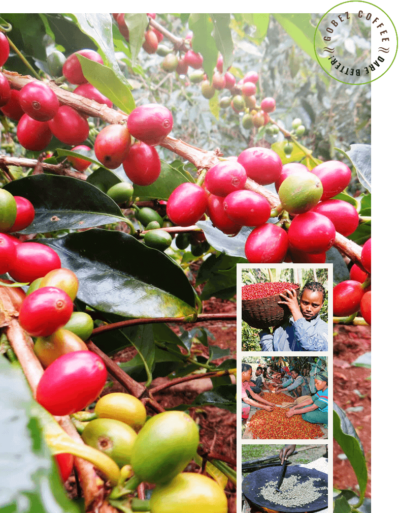 Gobez Coffee LLC – Best Coffee in the Town