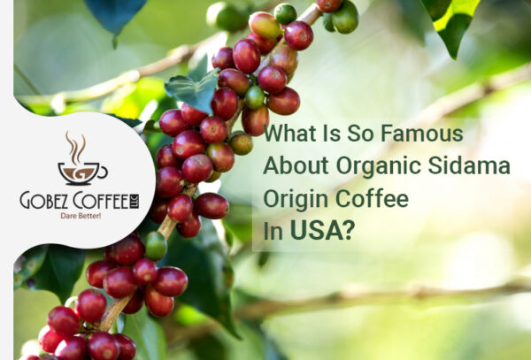 What Is So Famous About Organic Sidama Origin Coffee?