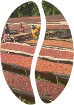 Best Arabica coffee origin in United States | Gobez Coffee #Usa